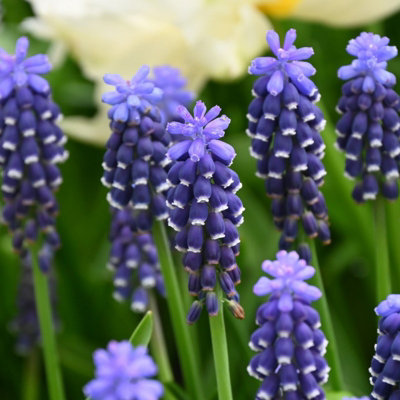 Carbeth Plants - 100 x Muscari Grape Hyacinth Night Eyes Spring Bulbs - Blue Spring Flowering ...