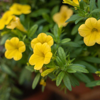 Carbeth Plants Calibrachoa Yellow Trailing Bedding Plants 2 x 9cm Pot ...