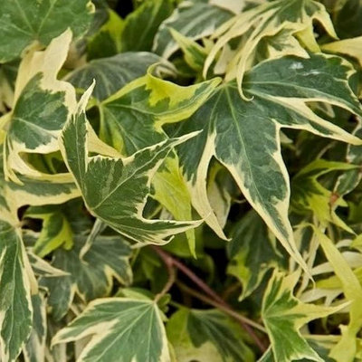 Carbeth Plants - Indoor Plants - Goldchild Ivy - Hedera Helix Plant in ...