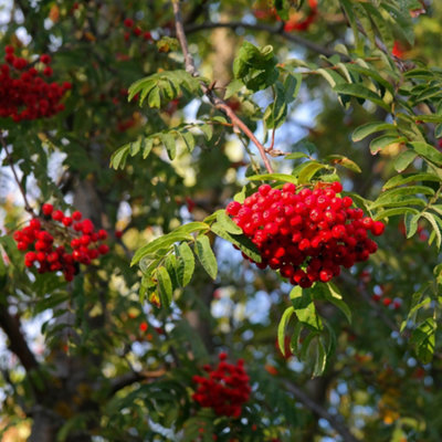 Cardinal Royal Rowan Tree Outdoor Ornamental Sorbus Aucuparia Bare Root ...