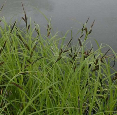 CAREX ACUTA - 3LTR POTTED - MARGINAL AQUATIC POND PLANT