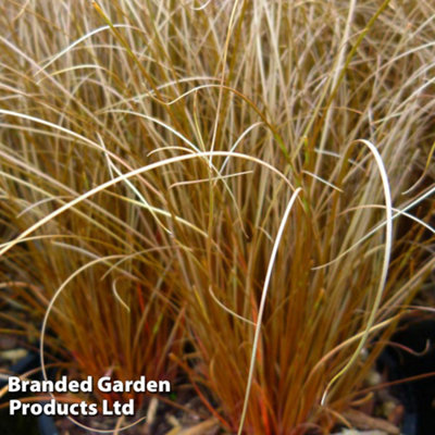 Carex Comans Bronze 1 Litre Potted Plant x 1