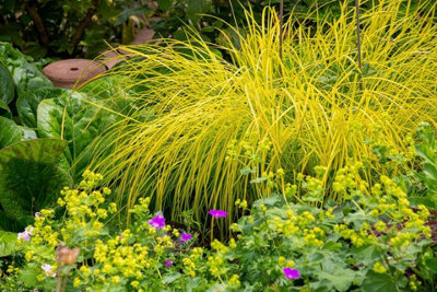 Carex Elata 'Aurea' - Bowles's Golden Sedge 'Aurea' Sedge - 3 Plants in ...