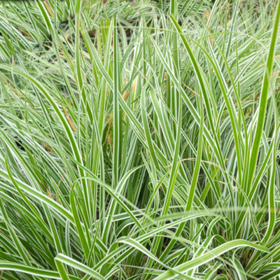 Carex Everest - Variegated Foliage, Evergreen, Hardy (20-30cm Height ...