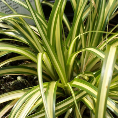 Carex Evergold - Variegated Foliage, Compact, Low Maintenance, Hardy ...