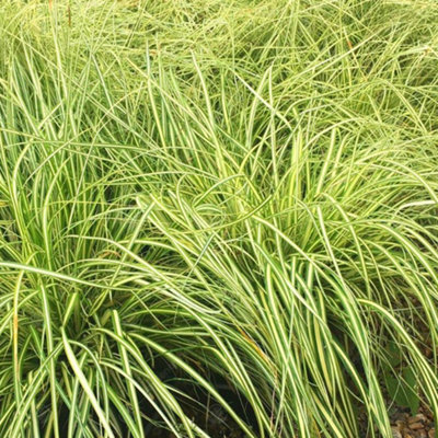 Carex Maxigold - Variegated Foliage, Evergreen, Hardy (20-30cm Height ...