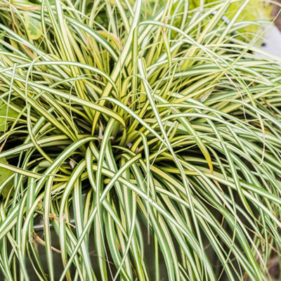 CAREX MOONLIGHT - ORNAMENTAL GRASS, VARIEGATED YELLOW AND GREEN FOLIAGE ...