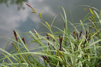 Carex riparia - 3x 7cm Plugs - Marginal Aquatic Pond Plant