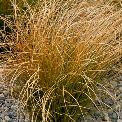 Carex testacea - Ornamental Grass, Orange-Brown Foliage, Compact Size ...