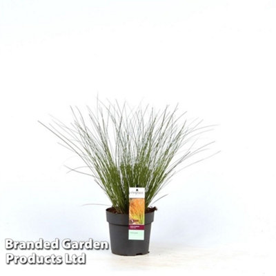 CAREX TESTACEA PRAIRIE FIRE 14CM POTTED PLANT X 2