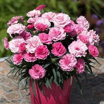 Carnation 'I Love You' Plant in a 10cm Pot - Semi Evergreen Dianthus Plant
