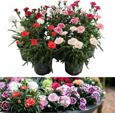 CARNATION 'OSCAR' - 3 PACK OF MIXED COLOURED DIANTHUS PLANTS IN 10CM POTS