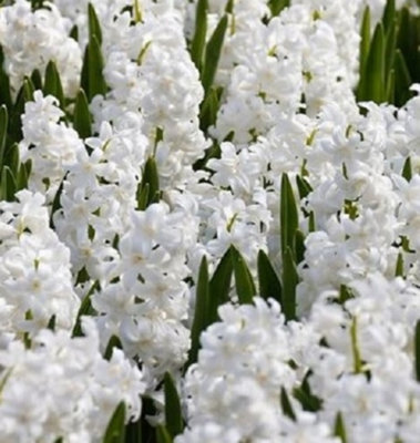 Carnegie White Hyacinth Bulbs (50 Bulbs) | DIY at B&Q