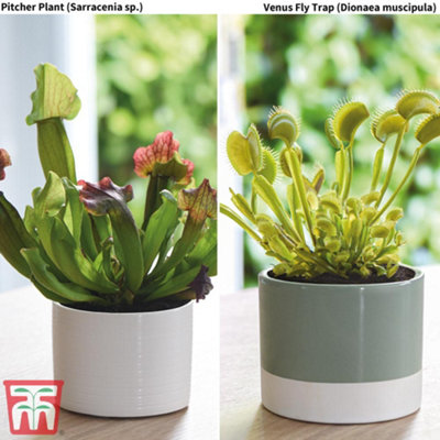 Carnivorous Plants Collection - 2 Plants (1 of each)