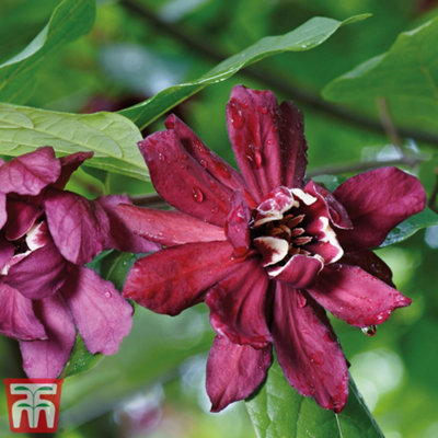 Carolina Allspice (Calycanthus floridus) 9cm Potted Plant x 1