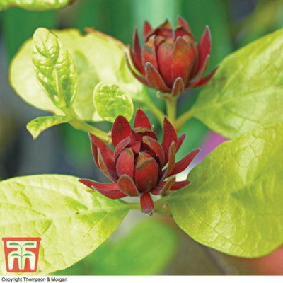 Carolina Allspice (Calycanthus floridus) 9cm Potted Plant x 1