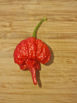 Carolina Reaper Chilli Seeds - 20 Fresh Seeds