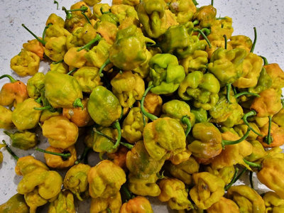 Carolina Reaper Mustard Chilli Seeds - 10 Fresh Seeds