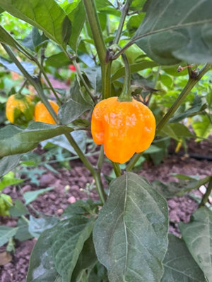Carolina Reaper Orange Chilli Seeds - 10 Fresh Seeds