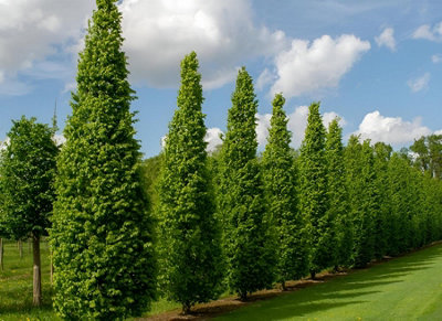 Carpinus Betulus Fastigiata Tree 5-6ft Tall Supplied in a 7.5 Litre Pot