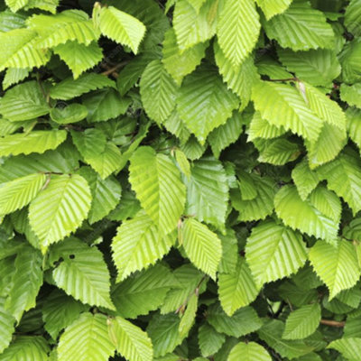 Carpinus Betulus 'Hornbeam' Bare Root Hedge Hedging Tree Plants (1-2ft ...