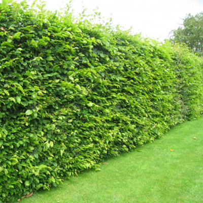 Carpinus Betulus 'Hornbeam' Bare Root Hedge Hedging Tree Plants (3-4ft ...