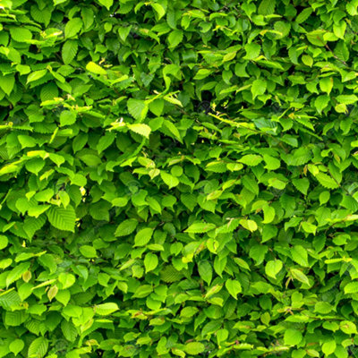 Carpinus Betulus 'Hornbeam' Bare Root Hedge Hedging Tree Plants (3-4ft ...