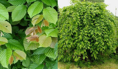 Carpinus Betulus Pendula Tree 6ft Tall Supplied in a 12 Litre Pot by ...