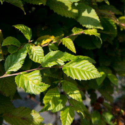 Carpinus Betulus Tree - Hardy Deciduous, Fast-Growing (5-6ft) | DIY at B&Q