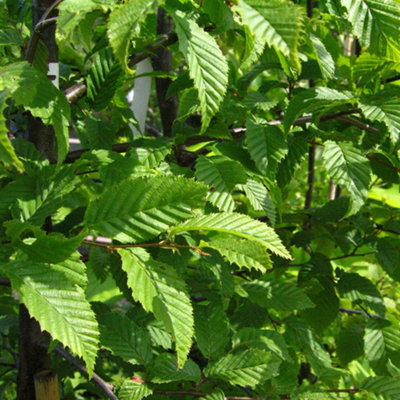 Carpinus Betulus Tree - Hardy Deciduous, Fast-Growing (5-6ft)