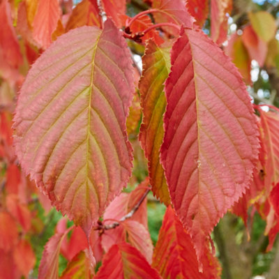 Carpinus Rockhampton Red Tree - Vibrant Red Foliage, Upright Growth (5 ...