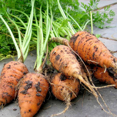 Carrot Chantenay Red Cored 2 x 3 Packets