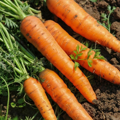 Carrot Fly Free Collection 3 Seed Packets | DIY at B&Q