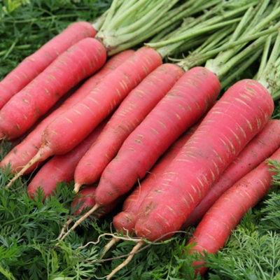 Carrot Redsun 1 Seed Packet (200 Seeds)
