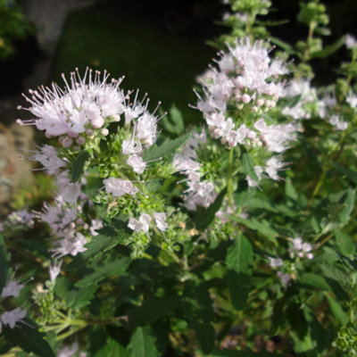 Caryopteris Stephi - Pale Pink Flowers, Hardy, Low Maintenance (20-30cm ...