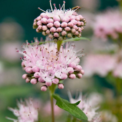 Caryopteris Stephi - Pale Pink Flowers, Hardy, Low Maintenance (20-30cm ...