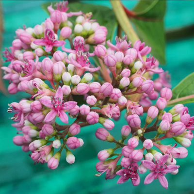 Caryopteris Stephi - Pale Pink Flowers, Hardy, Low Maintenance (20-30cm ...