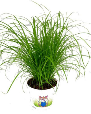 Cat Grass Cyperus Zumula Plant