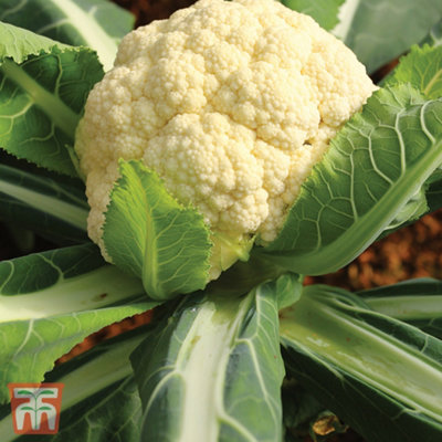 Cauliflower All The Year Round 1 Seed Packet (150 Seeds)