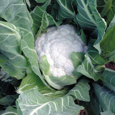 Cauliflower Jamaica F1 - Crisp Snow White Curds Cold Hardy Easy Grow ...