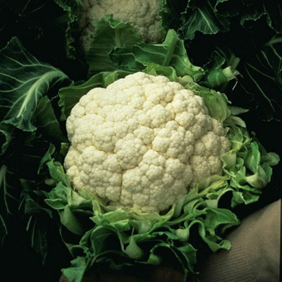 Cauliflower Walcheren Winter 5 1 Seed Packet (50 Seeds)
