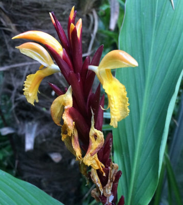 Cautleya spicata Arun Flame Hardy ginger 14cm Pre pot