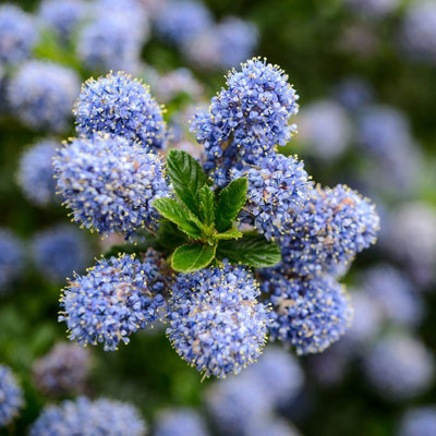 Ceanothus 'Blue Diamond' - 2 Plants - Californian Lilac Evergreen Shrub ...
