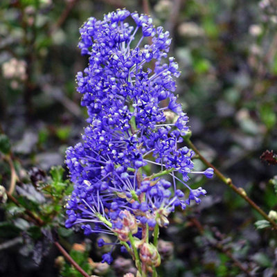 Ceanothus Blue Sapphire - Blue Flowers, Evergreen, California Lilac ...