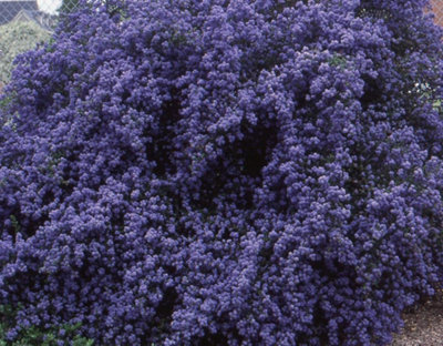 Ceanothus Concha Evergreen California Lilac Shrub in a Pot By Direct Plants
