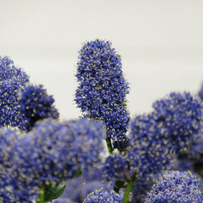 Ceanothus Yankee Point 9cm Potted Plant x 1