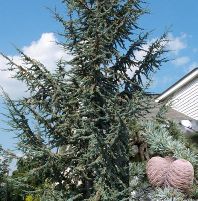 Cedrus Atlantica Glauca Blue Atlas Cedar Tree 3ft Tall Supplied in a 3 ...