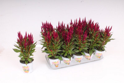Celosia Arg Kelos Atomic Deep, 12cm Pot Size, 35cm Tall, Celosia,Indoor ...