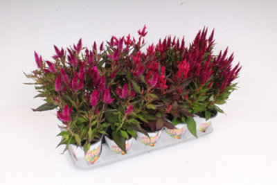 Celosia Arg Kelos Atomic Gemen, 12cm Pot Size, 35cm Tall, Celosia ...