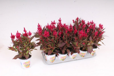Celosia Arg Kelos Atomic Neon, 12cm Pot Size, 35cm Tall, Celosia,Indoor ...